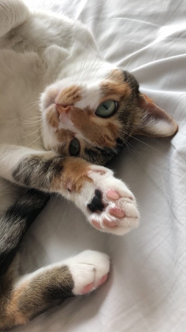 Cat Toe Beans: 10 Surprising Facts (and Cute Photos!) - Great Pet Living