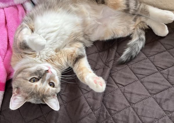 Cat Toe Beans: 10 Surprising Facts (and Cute Photos!) - Great Pet Living