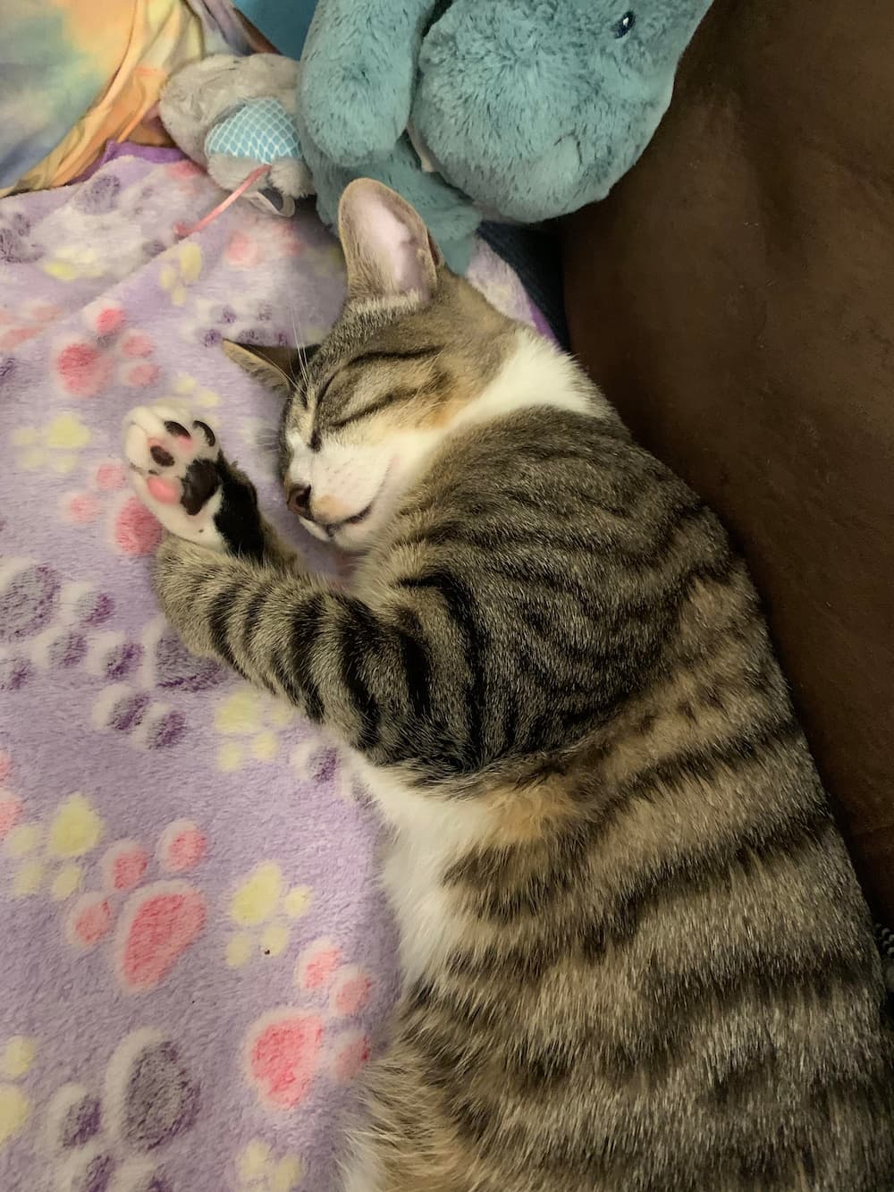 Cat Toe Beans: 10 Surprising Facts (and Cute Photos!) - Great Pet Living