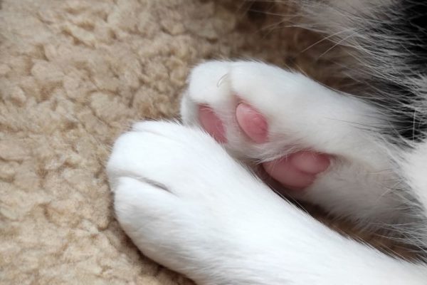 Cat Toe Beans: 10 Surprising Facts (and Cute Photos!) - Great Pet Living