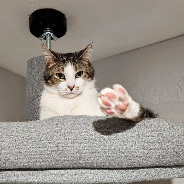 Cat Toe Beans: 10 Surprising Facts (and Cute Photos!) - Great Pet Living
