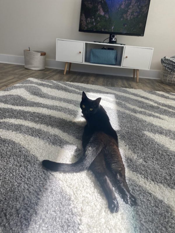 Cat Toe Beans: 10 Surprising Facts (and Cute Photos!) - Great Pet Living