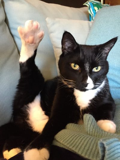 Cat Toe Beans: 10 Surprising Facts (and Cute Photos!) - Great Pet Living