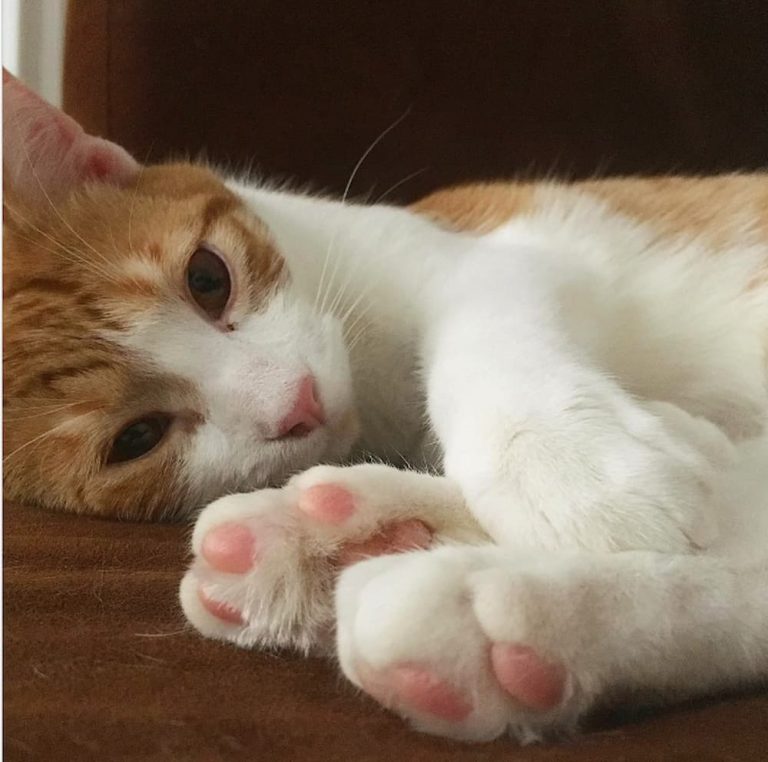 Cat Toe Beans: 10 Surprising Facts (and Cute Photos!) - Great Pet Living
