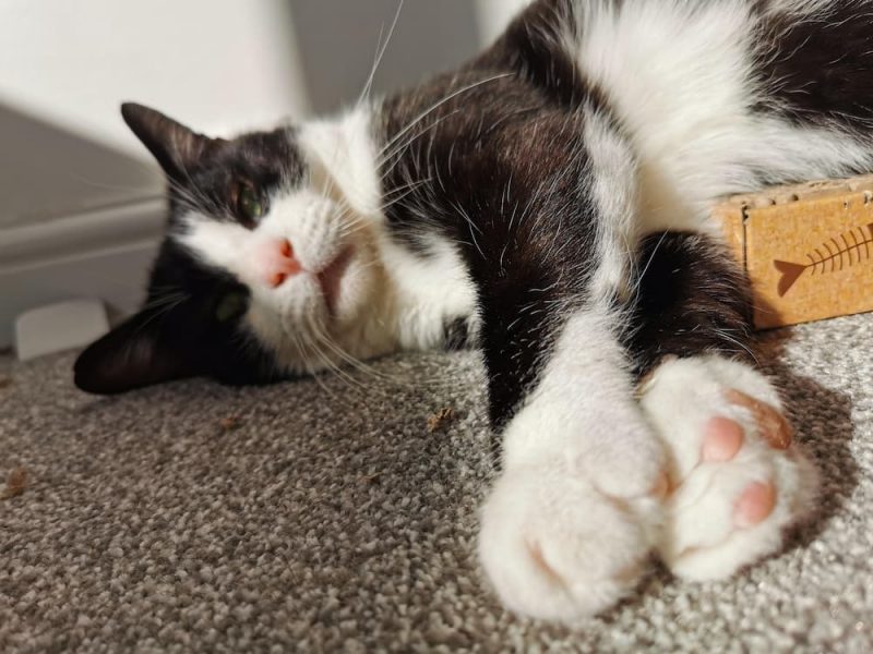 Cat Toe Beans: 10 Surprising Facts (and Cute Photos!) - Great Pet Living