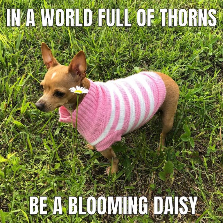 47 Chihuahua Memes That Will Have You LOLing - Great Pet Living