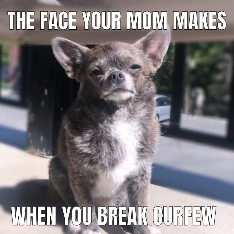 47 Chihuahua Memes That Will Have You LOLing - Great Pet Living