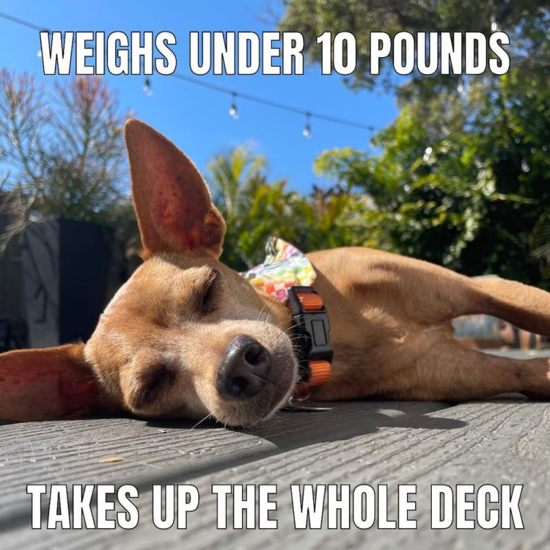 47 Chihuahua Memes That Will Have You LOLing - Great Pet Living