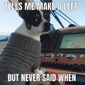 47 Chihuahua Memes That Will Have You LOLing - Great Pet Living