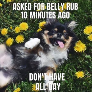 47 Chihuahua Memes That Will Have You LOLing - Great Pet Living