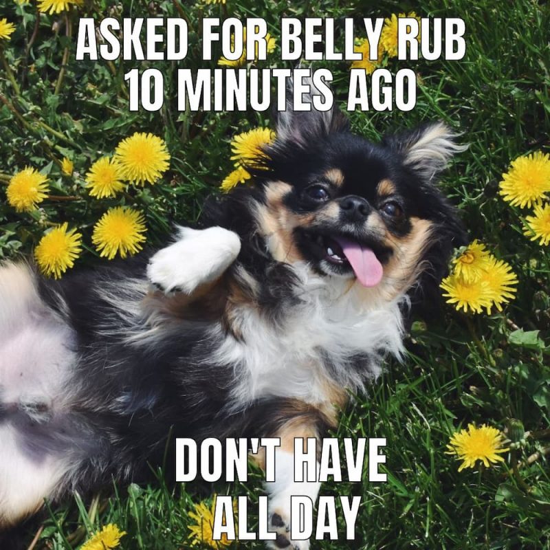 47 Chihuahua Memes That Will Have You LOLing - Great Pet Living