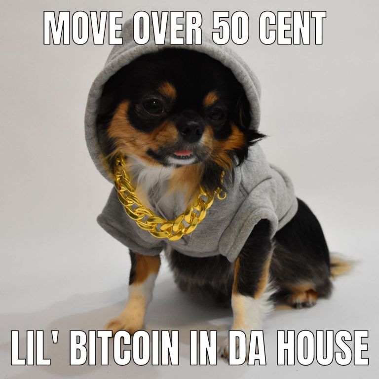 47 Chihuahua Memes That Will Have You LOLing - Great Pet Living