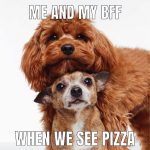 47 Chihuahua Memes That Will Have You LOLing - Great Pet Living