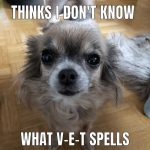 47 Chihuahua Memes That Will Have You LOLing - Great Pet Living