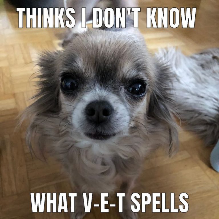47 Chihuahua Memes That Will Have You LOLing - Great Pet Living