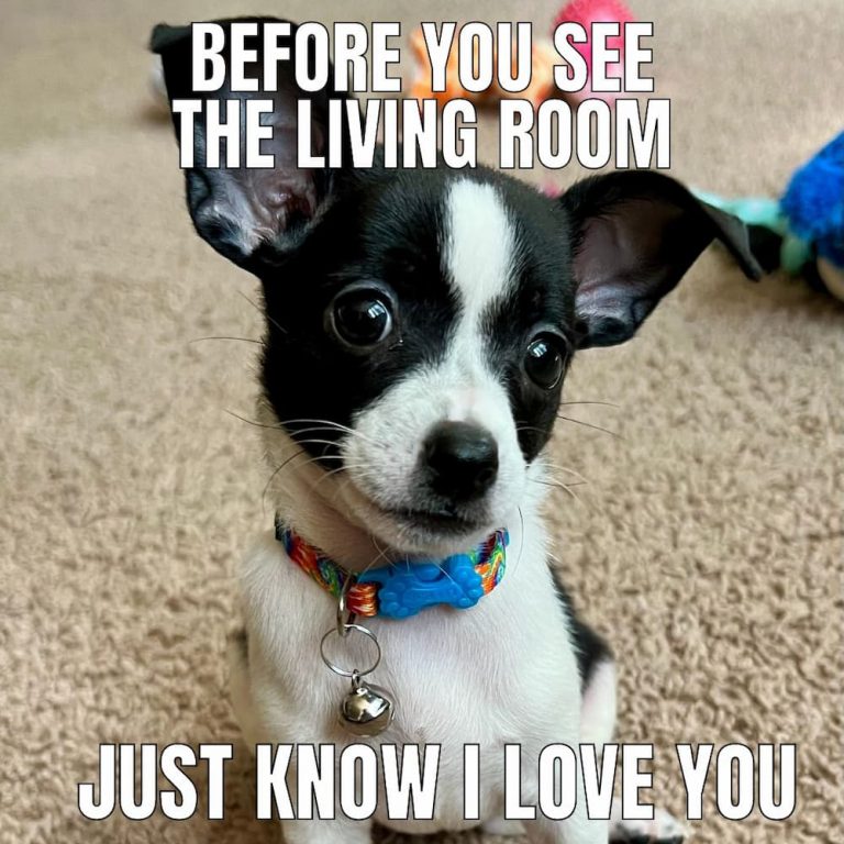 47 Chihuahua Memes That Will Have You LOLing - Great Pet Living