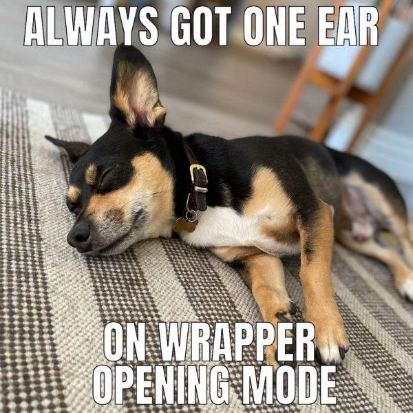 47 Chihuahua Memes That Will Have You LOLing - Great Pet Living