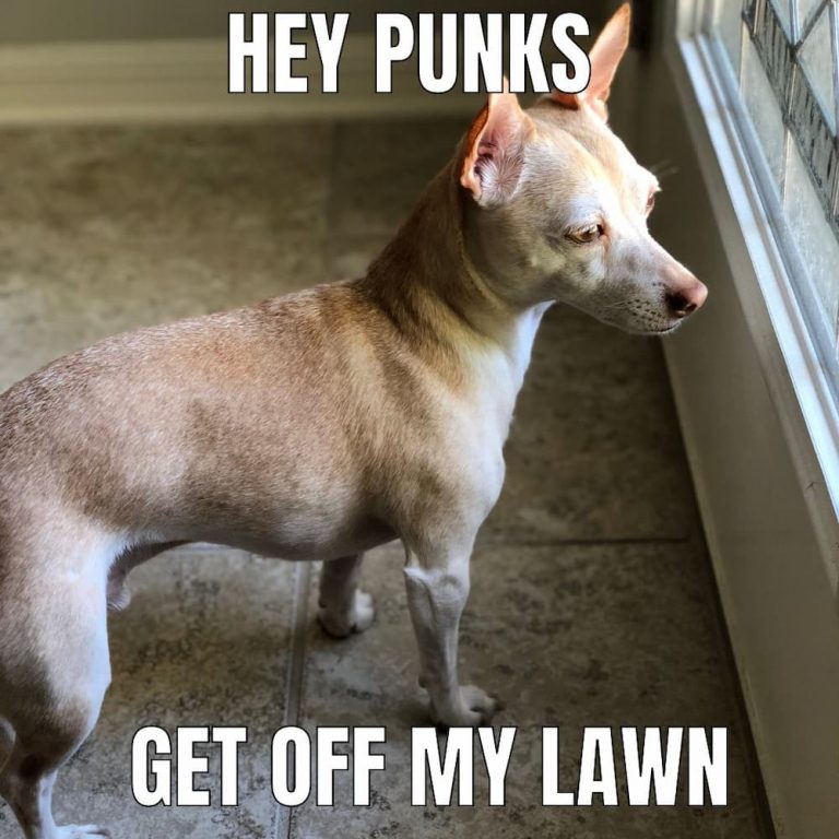 47 Chihuahua Memes That Will Have You LOLing - Great Pet Living