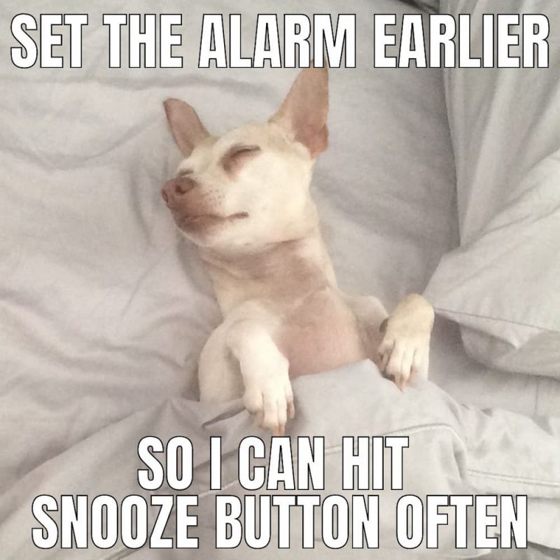 47 Chihuahua Memes That Will Have You LOLing - Great Pet Living