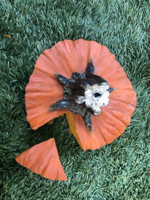 5 Cat Pumpkin Carving Ideas to Try at Home - Great Pet Living