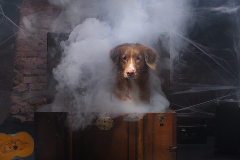 Can Dogs See Ghosts? - Great Pet Living