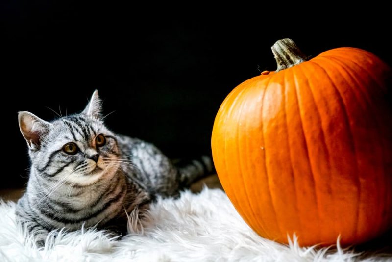 5 Cat Pumpkin Carving Ideas to Try at Home - Great Pet Living