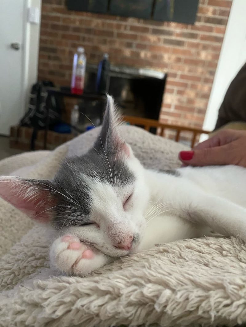 Cat Toe Beans: 10 Surprising Facts (and Cute Photos!) - Great Pet Living