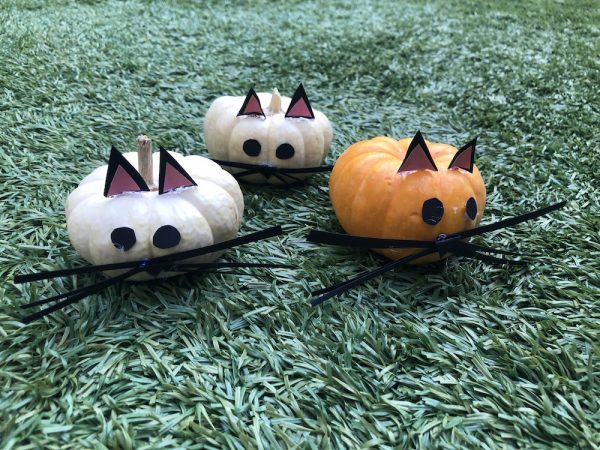 5 Cat Pumpkin Carving Ideas to Try at Home - Great Pet Living