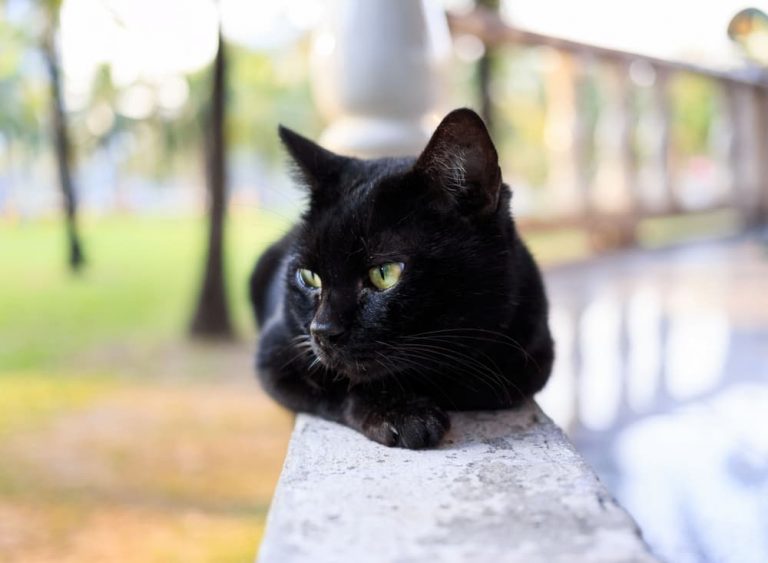 30 Black Cat Quotes to Bewitch and Bewilder - Great Pet Living