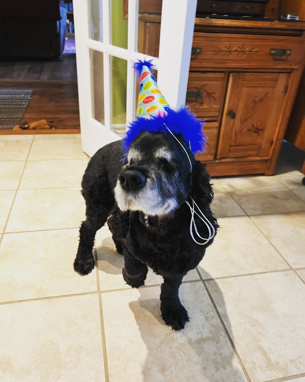 6 Incredible Dog Glow Ups That Will Melt Your Heart - Great Pet Living