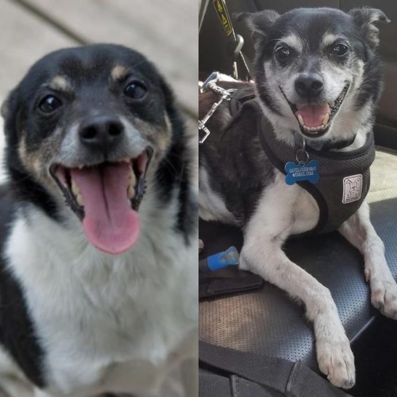6 Incredible Dog Glow Ups That Will Melt Your Heart - Great Pet Living