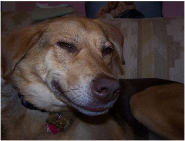 6 Incredible Dog Glow Ups That Will Melt Your Heart - Great Pet Living