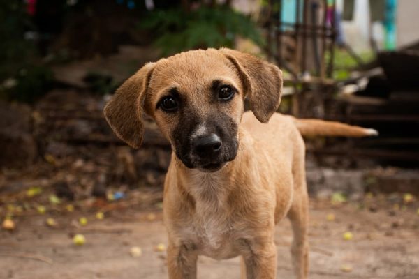 8 Best Senior Dog Rescues in the U.S. - Great Pet Living