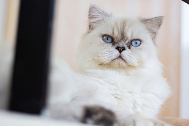 Why Are Cats So Cute? 10+ Adorable Reasons - Great Pet Living