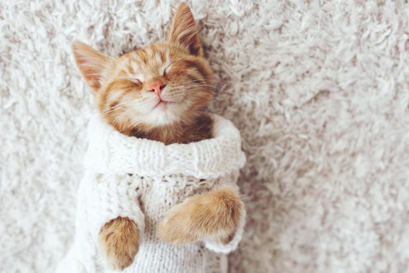 Why Are Cats So Cute? 10+ Adorable Reasons - Great Pet Living