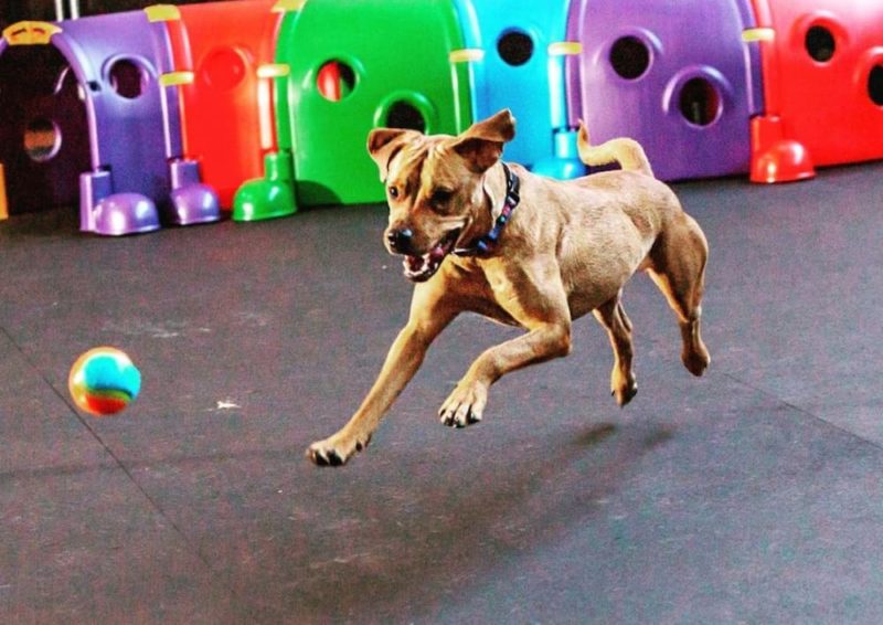 8 Best Indoor Dog Parks in the U.S. - Great Pet Living