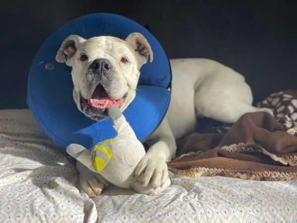 8 Best Senior Dog Rescues in the U.S. - Great Pet Living