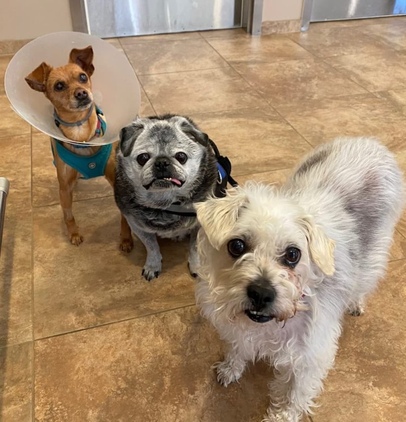 8 Best Senior Dog Rescues in the U.S. - Great Pet Living