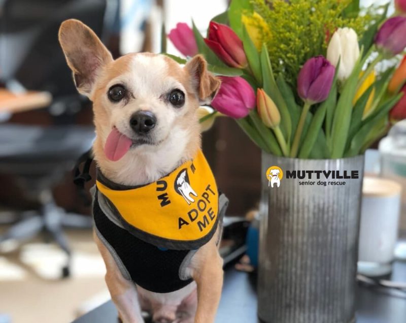 8 Best Senior Dog Rescues in the U.S. - Great Pet Living