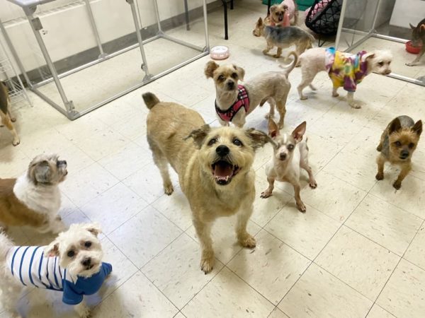 8 Best Senior Dog Rescues in the U.S. - Great Pet Living