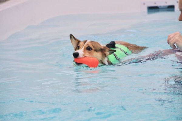 8 Best Indoor Dog Parks in the U.S. - Great Pet Living