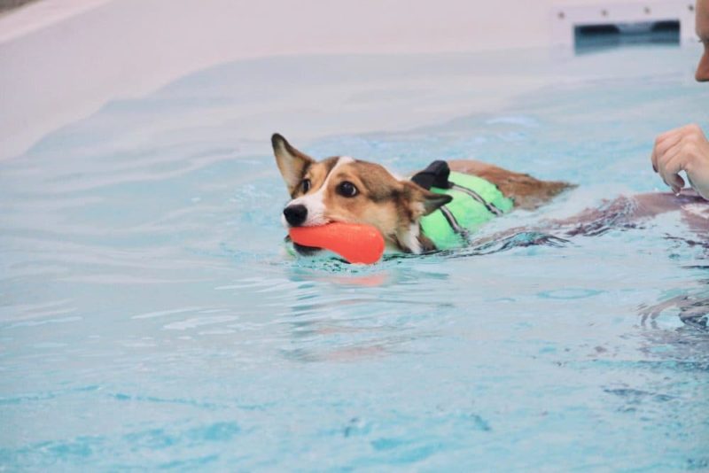 8 Best Indoor Dog Parks in the U.S. - Great Pet Living
