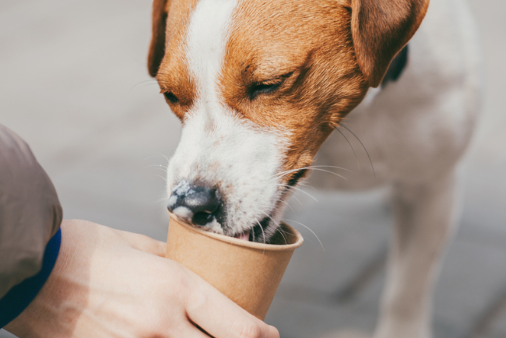 Pup Cup Guide Starbucks Dairy Queen More Great Pet Living