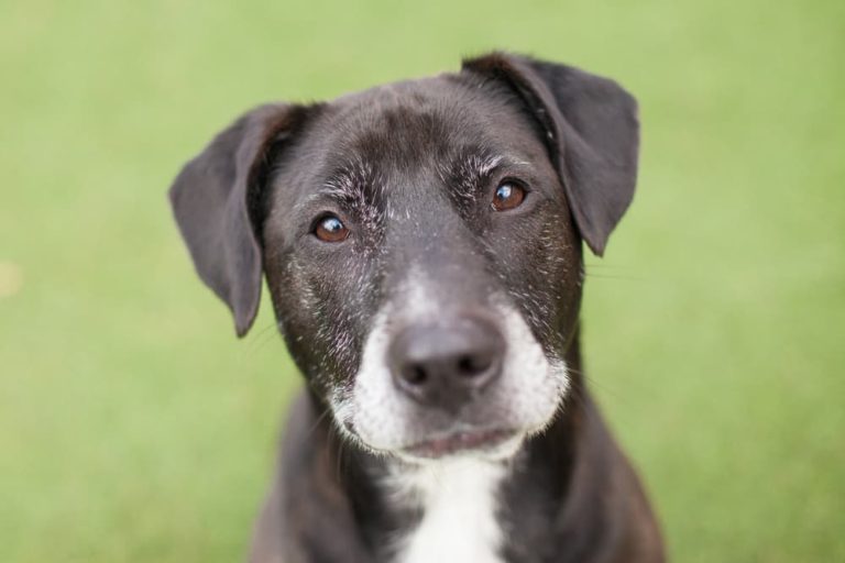 8 Best Senior Dog Rescues in the U.S. - Great Pet Living