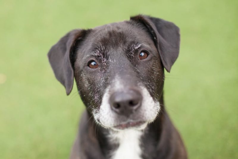 8 Best Senior Dog Rescues in the U.S. - Great Pet Living