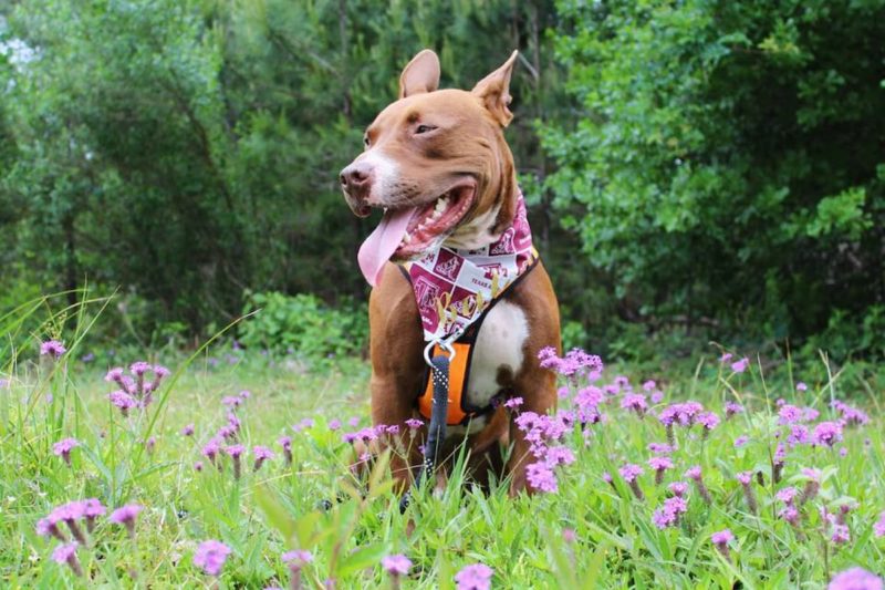 Unleashing the Power of Love: Pittie Mix Breaks Stereotypes and Rules ...