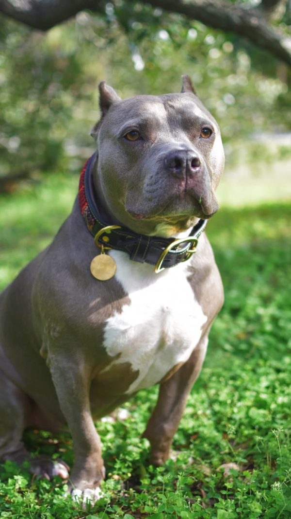 Pit Bull Influencers On a Mission To Change Hearts and Minds - Great ...