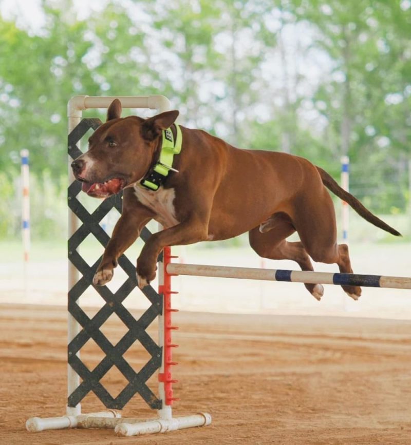 Unleashing the Power of Love: Pittie Mix Breaks Stereotypes and Rules ...