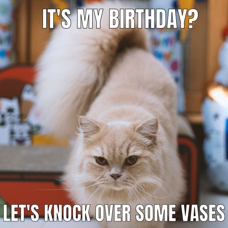 42 Best Cat Birthday Memes for Feline Festivities - Great Pet Living