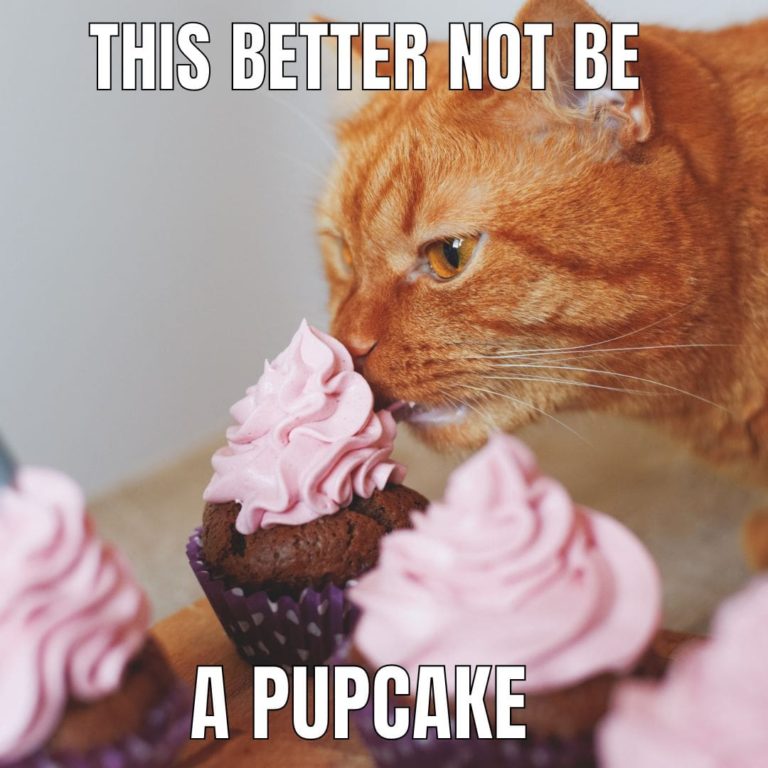 42 Best Cat Birthday Memes for Feline Festivities - Great Pet Living
